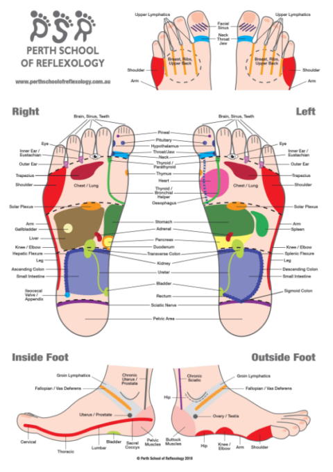 Reflexology Charts - Perth School of Reflexology
